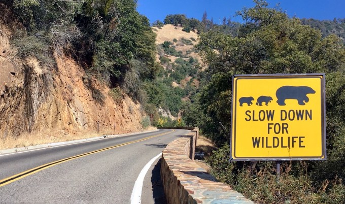 Safe driving: Animals on the road – A-1 DRIVING SCHOOL