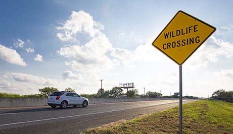 Watch Out For Animals and Drive Alert! – A-1 DRIVING SCHOOL